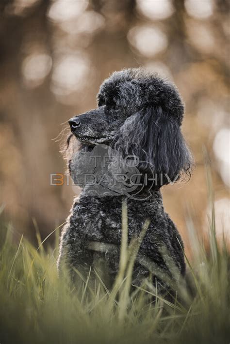 Kleinpudel Trio Bildarchiv