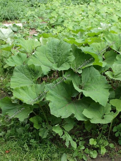 Белокопытник гибридный - Дикорастущие декоративные растения - GreenInfo.ru