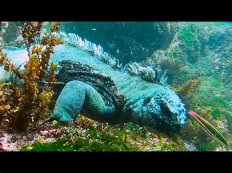 Marine Iguana Underwater