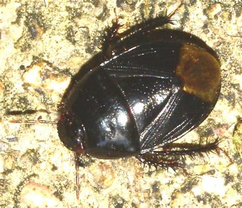 Tiny Black Ground Bug Pangaeus Bilineatus Bugguidenet