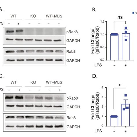 Lps Stimulation For 24 H Increases Lrrk2 Kinase Activity Ac