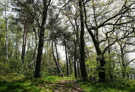Apa Itu Fungsi Plastida Pahami Fungsi Dan Jenis Jenis Plastida