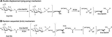 Double Displacement Ping Pong A And Random Sequential Bi Bi B