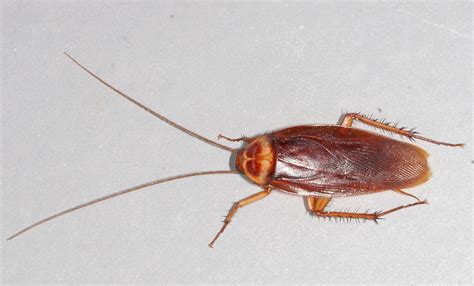 What Eats Cockroaches Full Cockroach Predator List