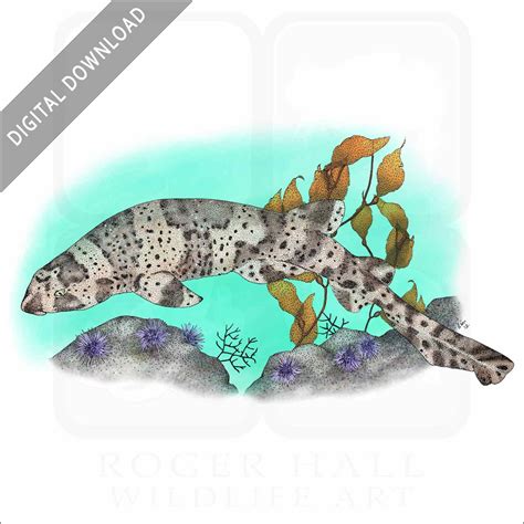 Stock Art Drawing Of A California Swell Shark Inkart