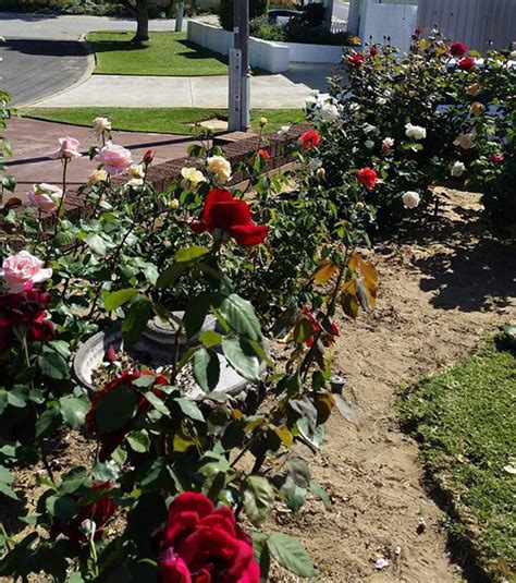 Rose Pruning Australia Jgs Roses