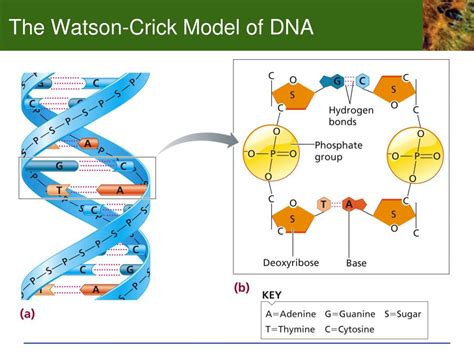 Ppt The Structure Replication And Chromosomal Organization Of Dna