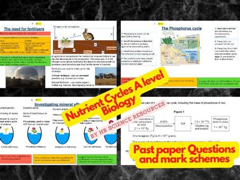 Nutrient Cycles A Level Biology Teaching Resources