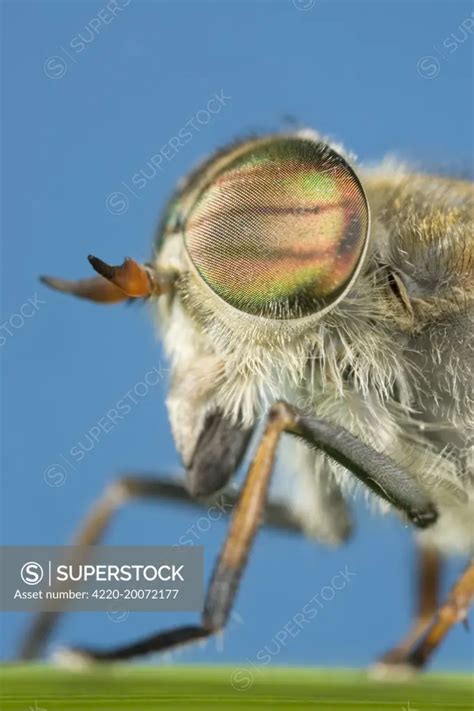 Hoverfly Showing Head And Eyes Tabanus Sp Norfolk Uk Superstock