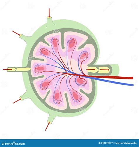 Anatomy Of A Lymph Node Simplified Scheme Showing External And Internal Structure Cartoon