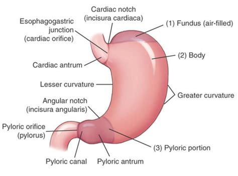 25 Anatomy Topography Peritoneal Relations And Blood Supply Of The