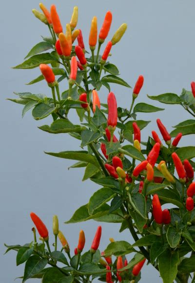 Tabasco Chillies The Chilli Guru