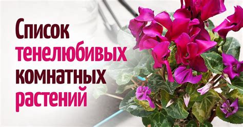 Тенелюбивые комнатные растения: неприхотливые в уходе