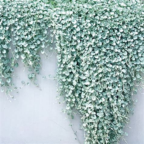 Silver Fall Plant Growing Progress Dichondra Silver Nickel