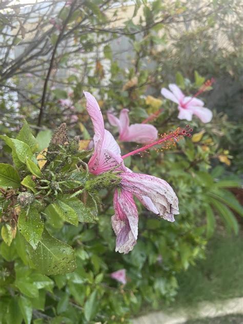 What Are These Bugs And Why Are They Killing My Tree How To Fix R