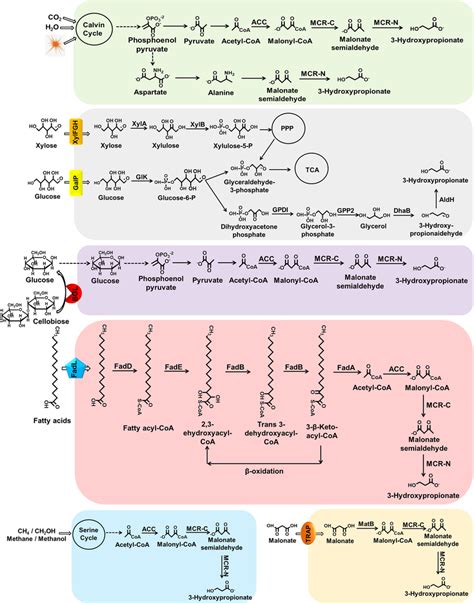 Metabolic Pathways For Biosynthesis Of 3‐hp From A Variety Of Carbon Download Scientific