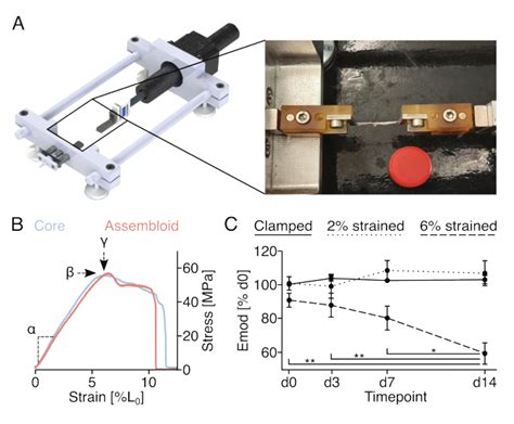 Video Author Spotlight Advancing Tendon Research By Developing Mouse Assembloids To Understand