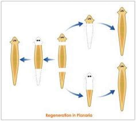 Flatworms Reproduction