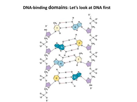 Ppt Dna Binding Domains Structural Considerations Of The Dna Double Helix Powerpoint