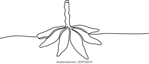 Illustration Vector Raw Cassava Root Continuous Stock Vector Royalty Free 2537722317
