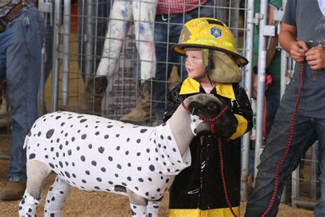 Pee Wee Lamb Show Always A Fair Crowd Favorite Tremonton Leader
