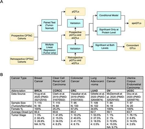 Mutation Impact On Mrna Versus Protein Expression Across Human Cancers