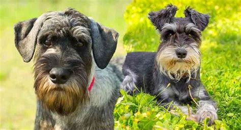 Standard Schnauzer Vs Miniature Schnauzer Which Is Right For You I