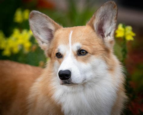 Pembroke Welsh Corgi Breeders Near Me Breeder Directory
