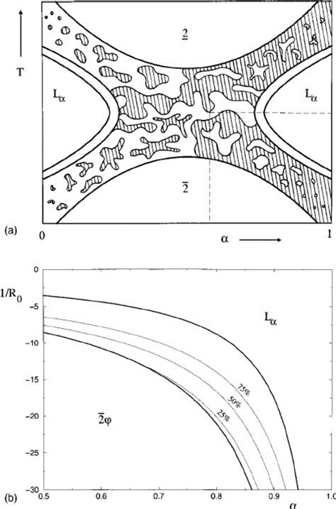 Microemulsion Phase Diagram As A Function Of The Oil To Water Ratio ␣ Download Scientific