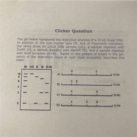 Solved The Gel Below Represents The Restriction Analysis Of
