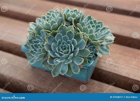 Echeveria Succulent In Blue Rectangular Pot Stock Image Image Of
