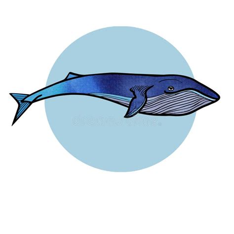Caricatura De Ballena Aislada En Fondo Blanco Stock De Ilustración