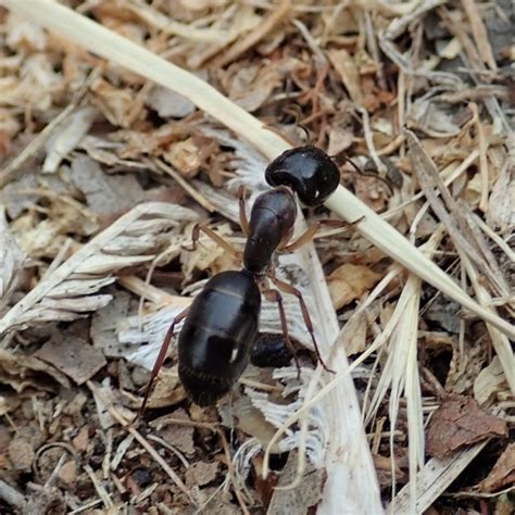 Camponotus Claripes Pale Legged Sugar Ant Naturemapr Australia