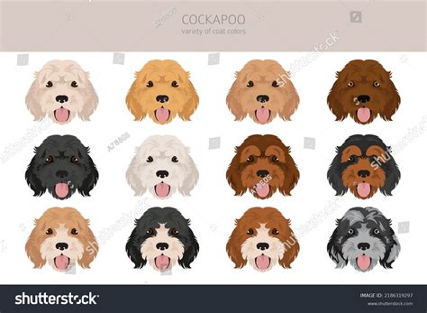 Cockapoo Mix Breed Clipart Different Poses Stock Vector Royalty Free