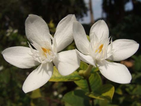 Malaysian Flowers Images Best Flower Site