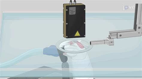 Video In Vivo Imaging Of A Rat Brain Using Photoacoustic Tomography Video In Vivo Imaging Of A Rat Brain Using Photoacoustic Tomography