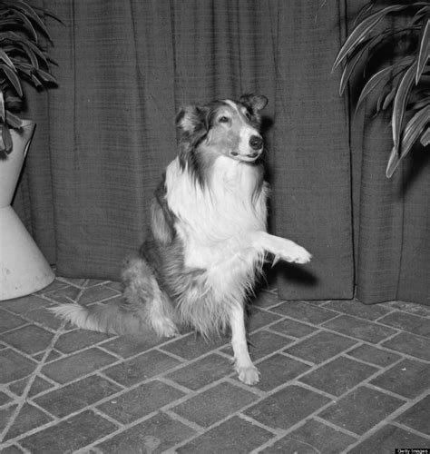 Lassie 1954 1973