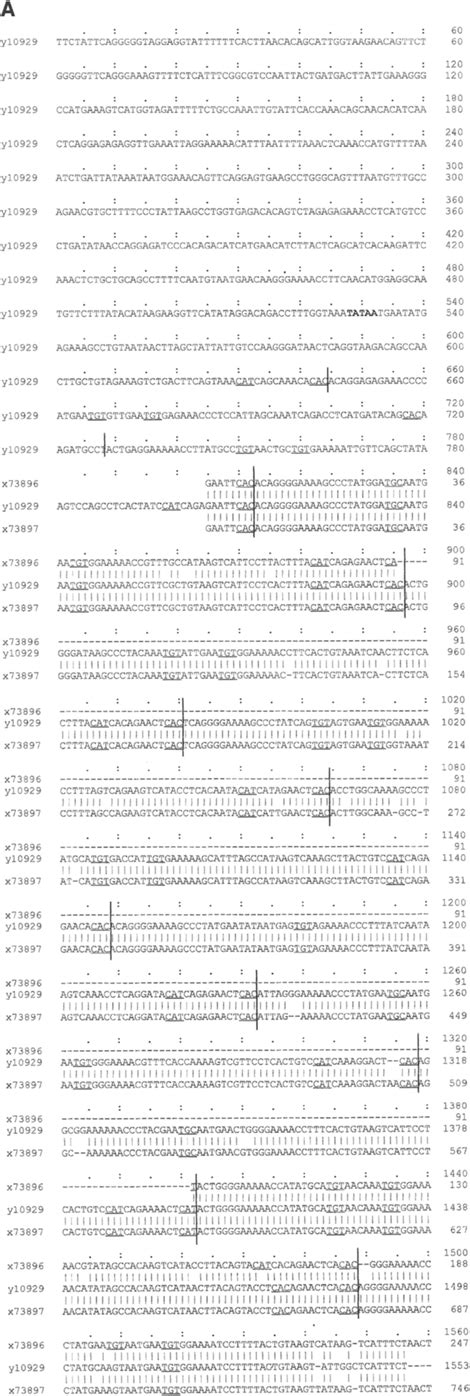 A A Modified Multi Sequence Alignment Gcg Malign Including A Download Scientific Diagram