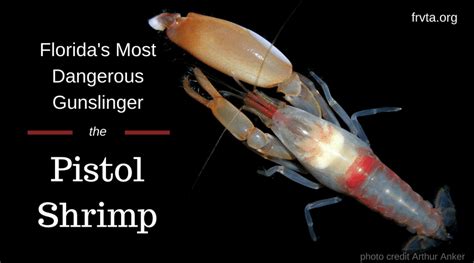 Pistol Shrimp Florida Rv Trade Associationflorida Rv Trade Association
