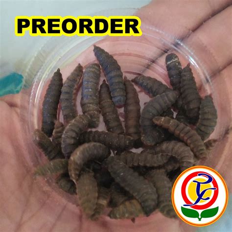 Jual Paket Prepupa Pupa Bsf 250 Gram Shopee Indonesia