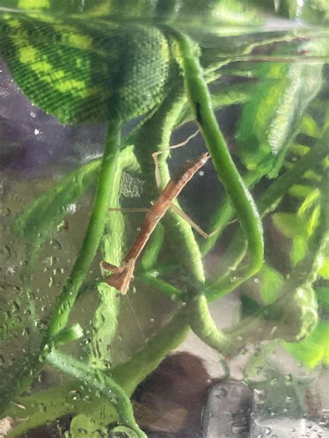 What Sex Is My Chinese Mantis R Mantids