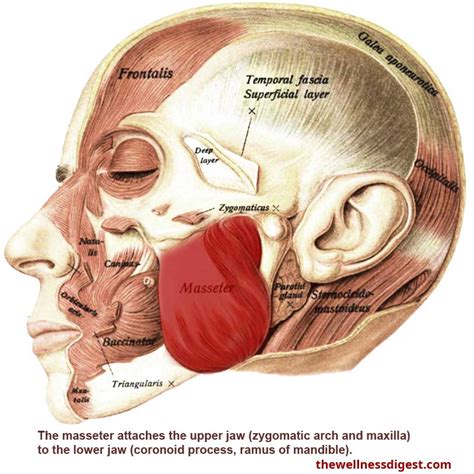 Scientists Discover New Layer Of The Masseter Muscle Study Oral