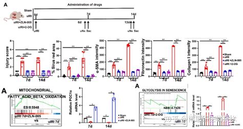 Metabolism 肾纤维化的新治疗靶点—周细胞代谢重编程 知乎
