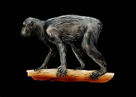 Paleocene Primates