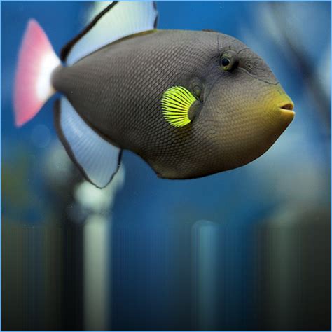 Pinktail Triggerfish Petes Aquariums And Fish