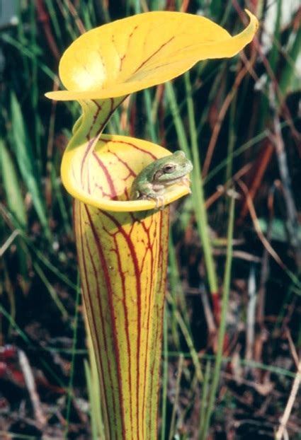 Explore Predator Plants