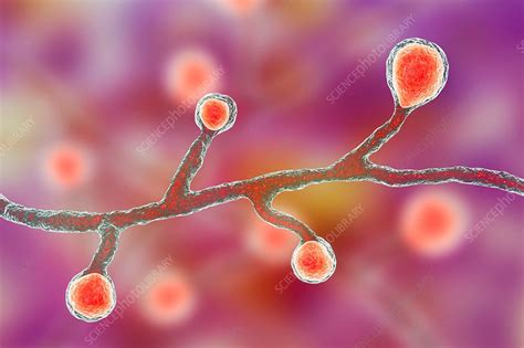 Blastomyces Fungus Illustration Stock Image F0203034 Science