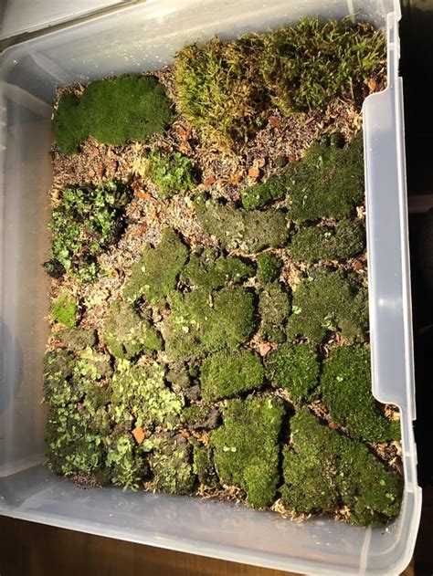 Moss Propagation Bin Mosses