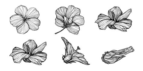 Premium Vector Hibiscus Flower Bud Set Black And White Handdrawn