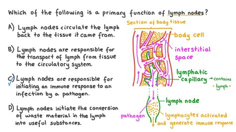 Structure And Function Of Lymph Nodes